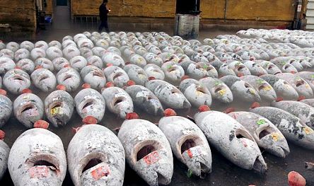 Bluefin Tuna Overfishing